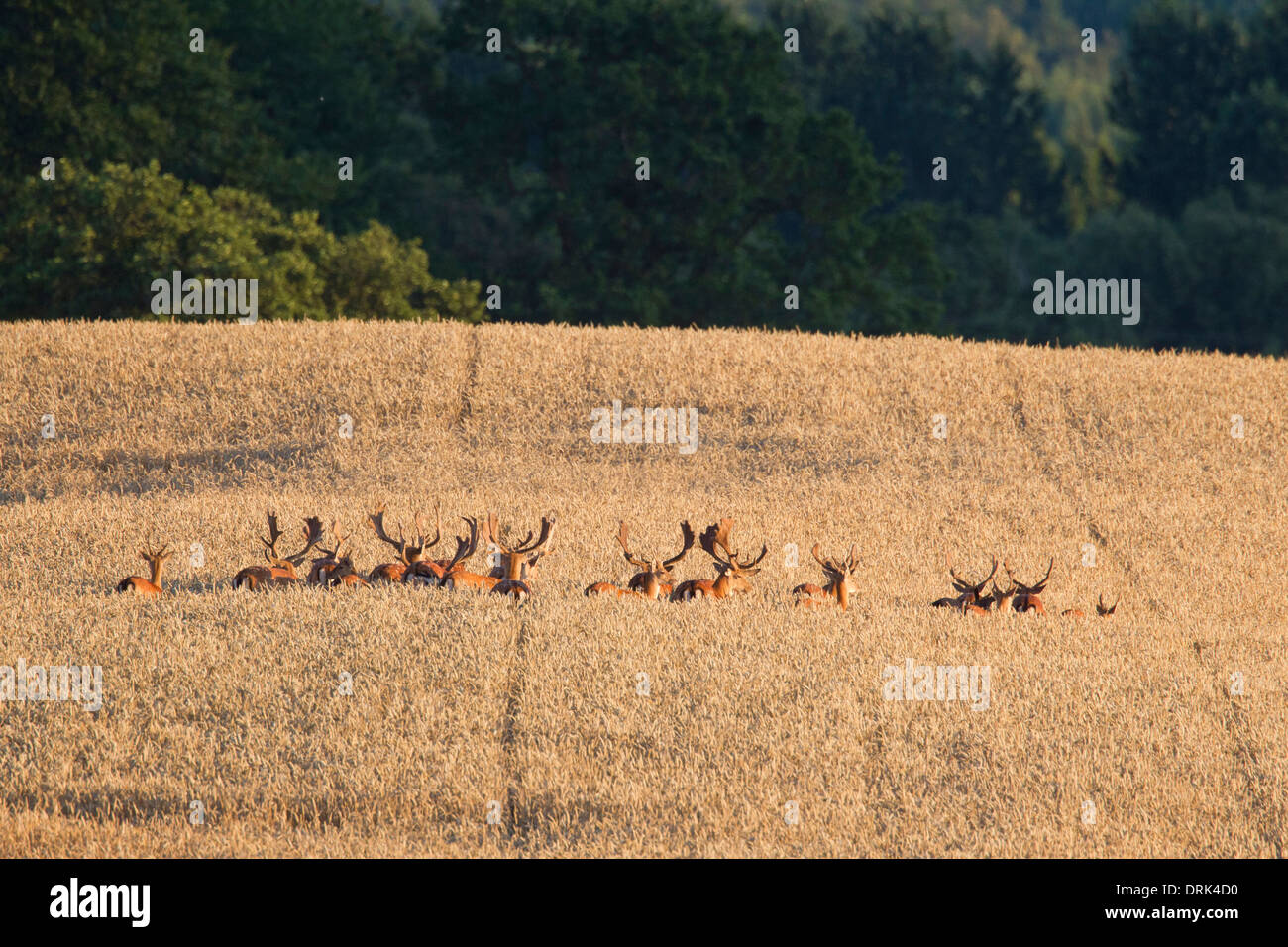 Dama dama bucks in a c hi-res stock photography and images - Alamy