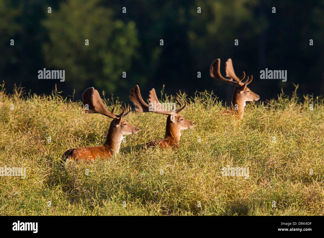 Fallow Deer (Cervus dama, Dama dama). Three bucks in a rape field ...