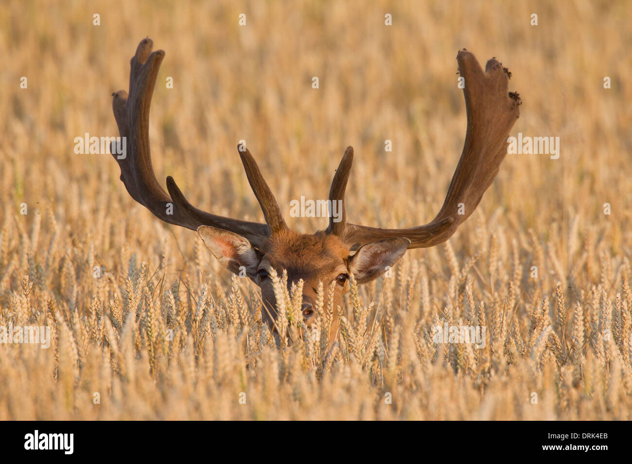 Fallow Deer (Cervus dama, Dama dama). Buck in a wheat field. Scania ...