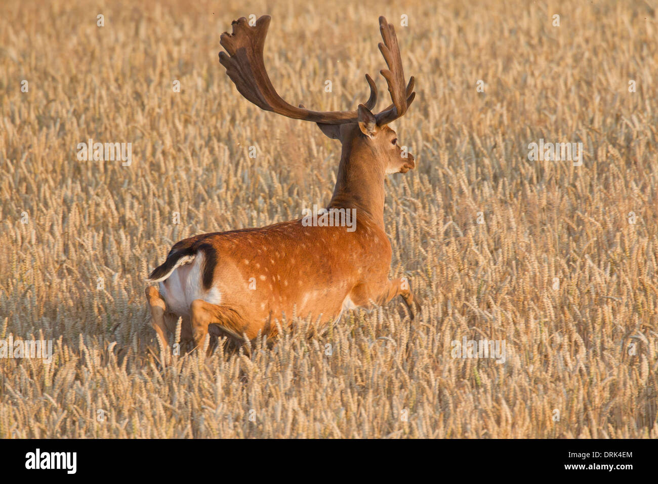 Fallow Deer (Cervus dama, Dama dama). Buck fleeing in a wheat field ...
