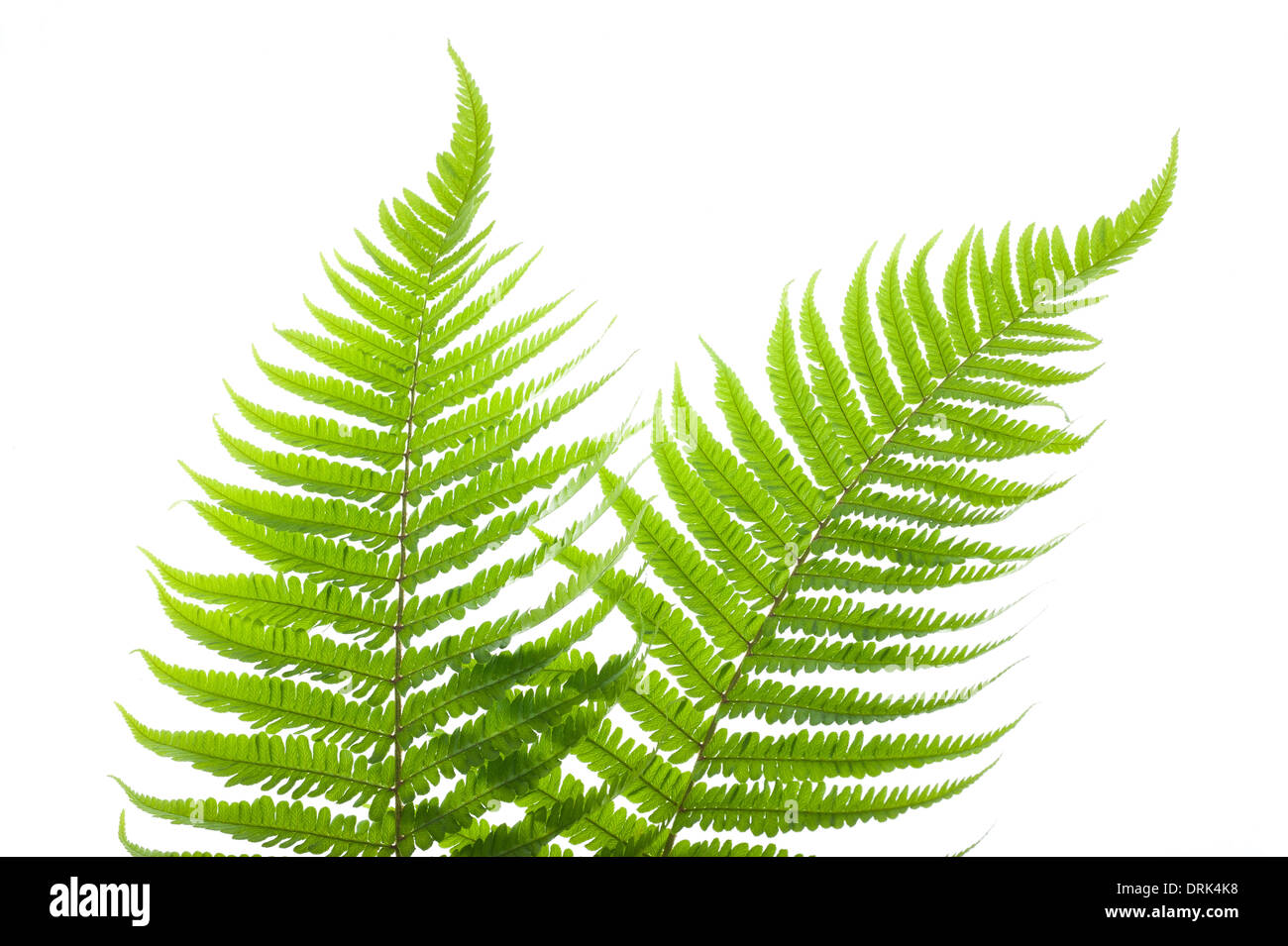 two ferns isolated on white Stock Photo - Alamy