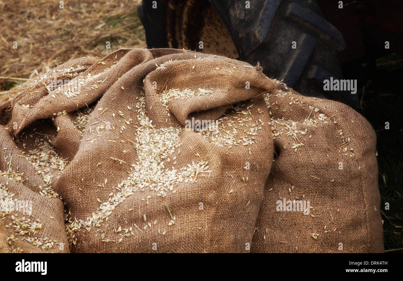 Scene from a steam threshing demonstration at a vintage country fair ...