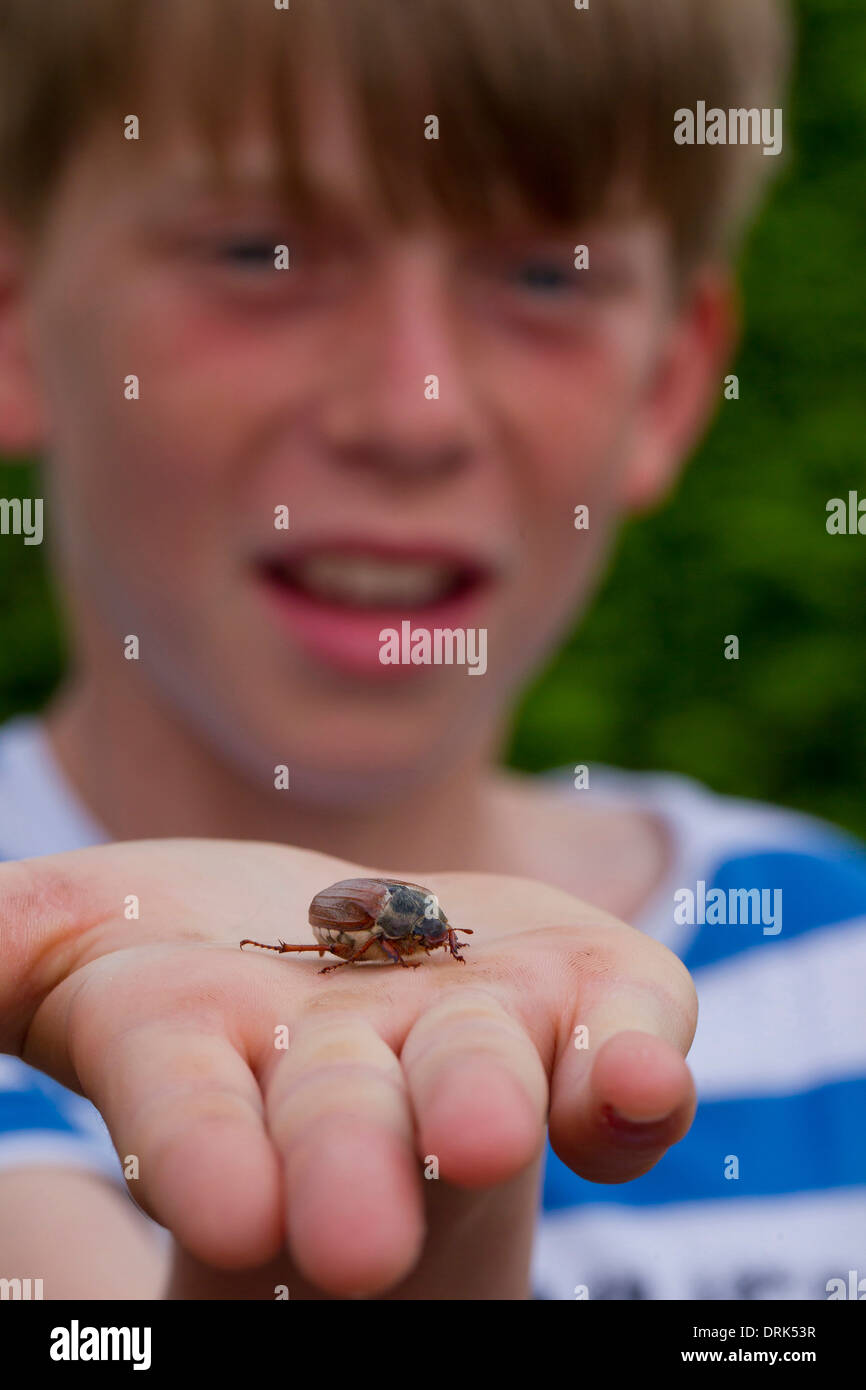 Common cockchafer, Maybug (Melolontha melolontha). Beetle on the hand ...