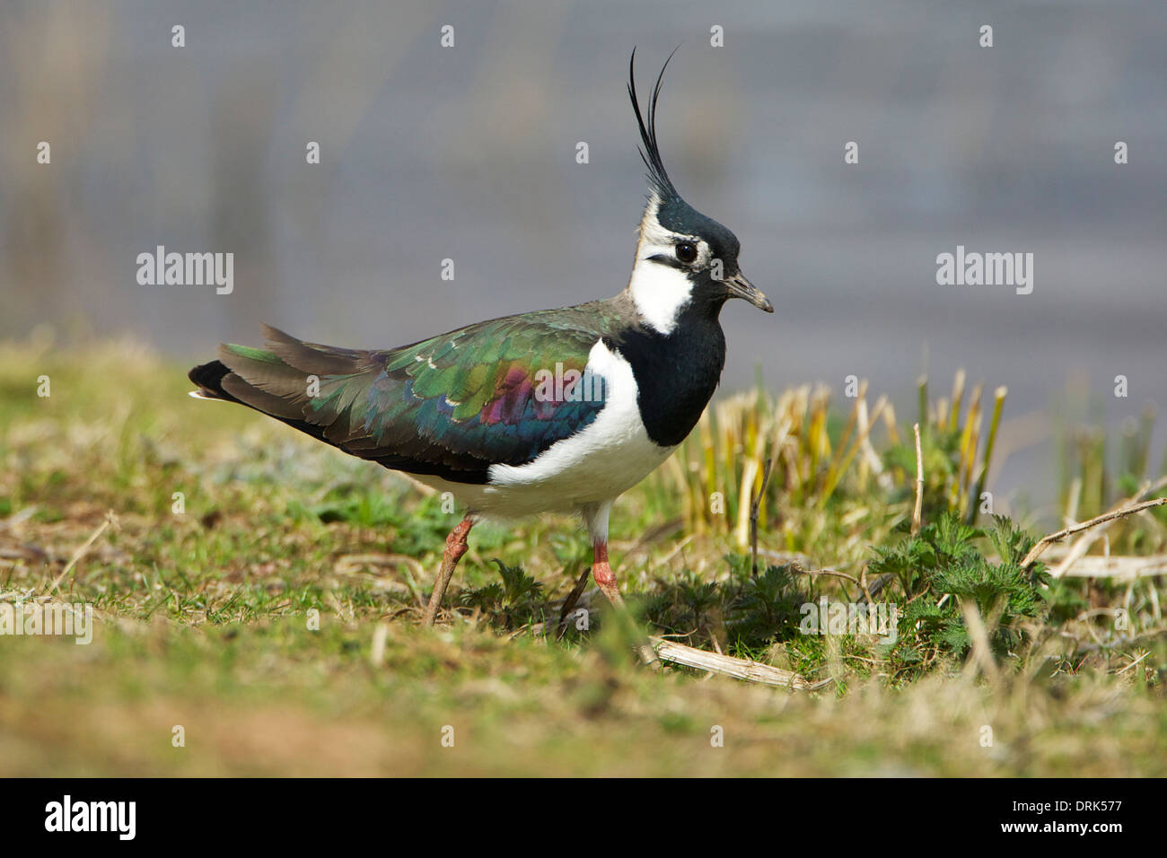 Lapwing walking hi-res stock photography and images - Alamy