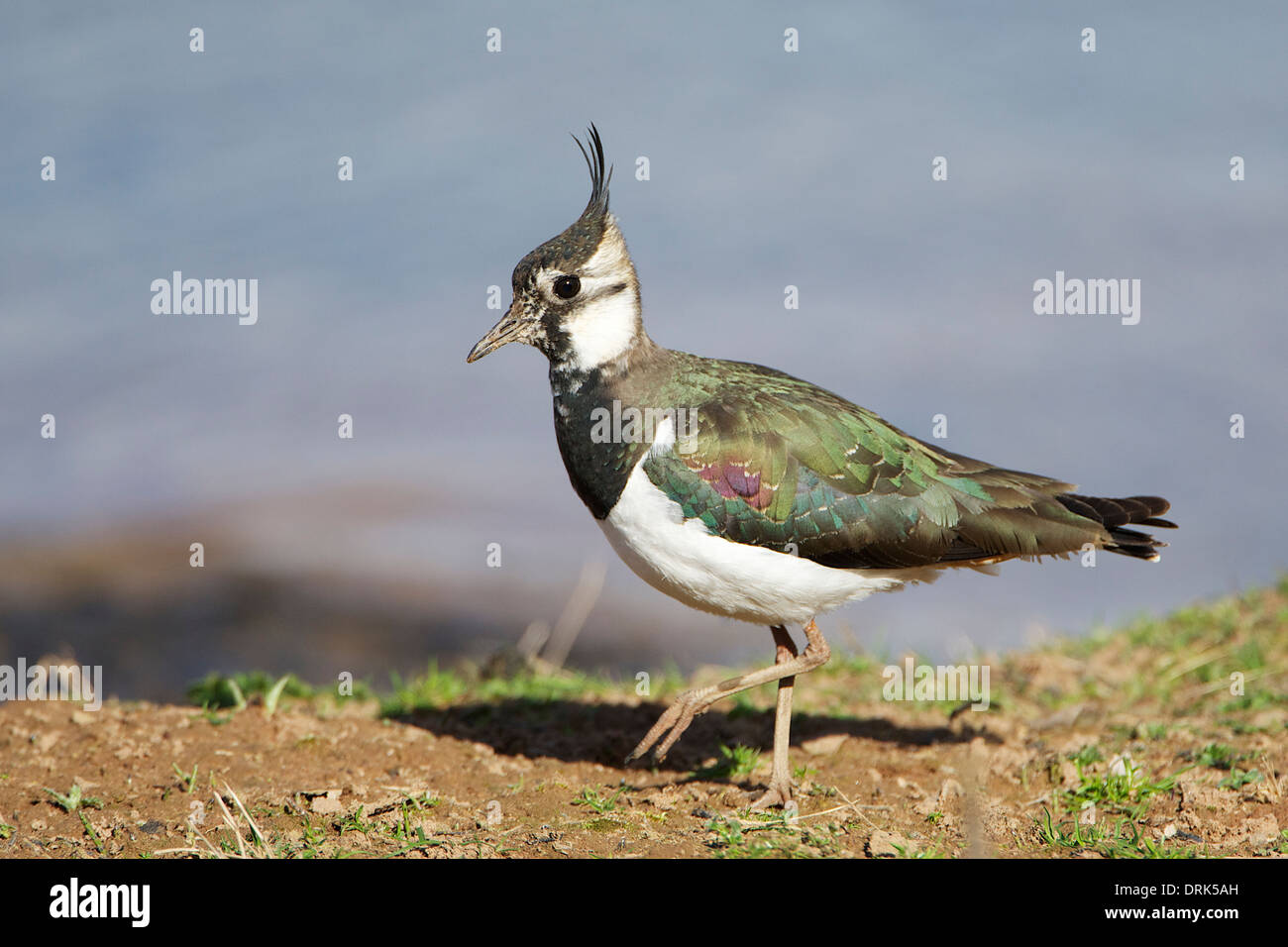 Lapwing spring uk hi-res stock photography and images - Alamy