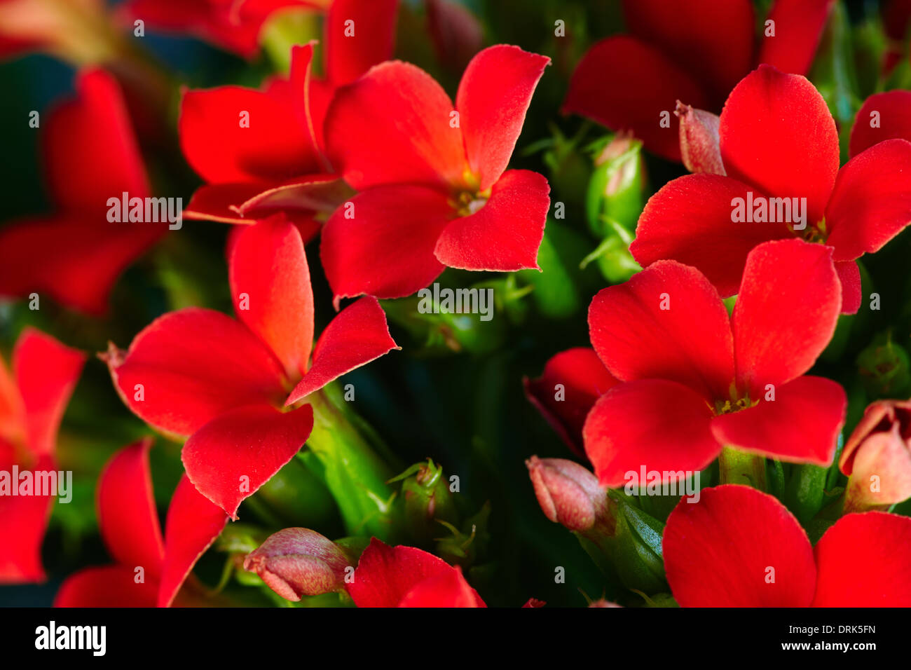 Bright background of red geranium Stock Photo - Alamy