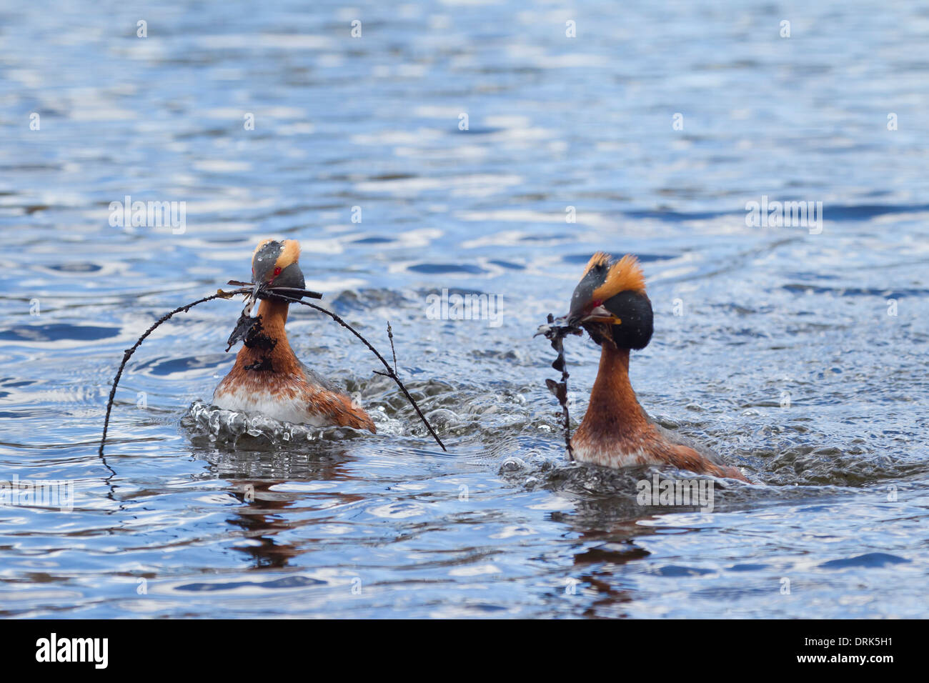 Slavonian Grebe. Horned Grebe (Podiceps auritus). Couple in breeding ...