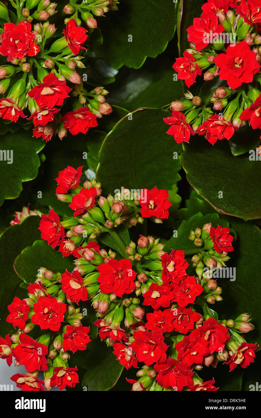 Bright background of red geranium in bloom Stock Photo - Alamy