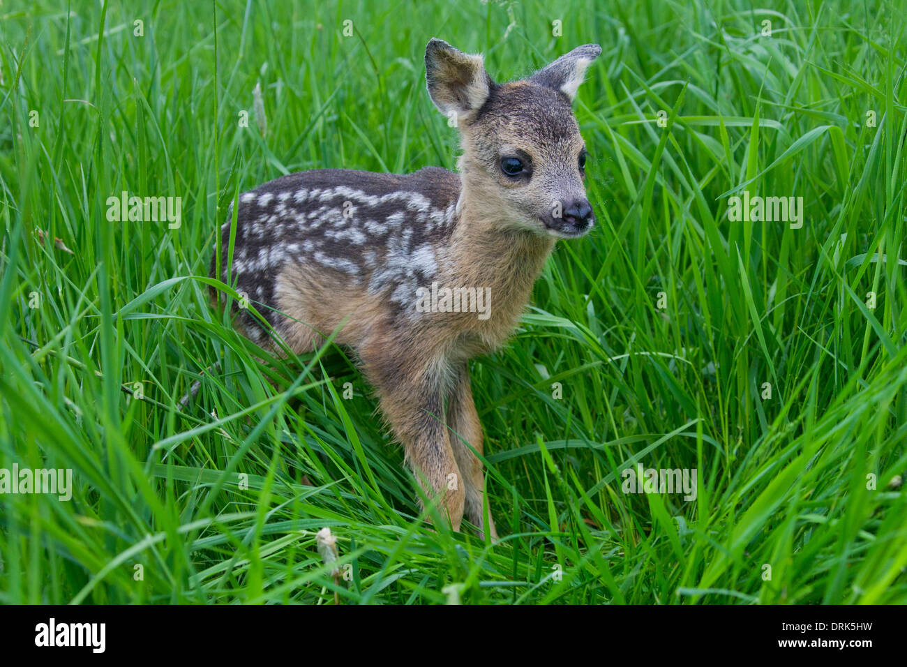 Roe Deer (Capreolus capreolus). Newborn fawn (1 day old) in grass ...