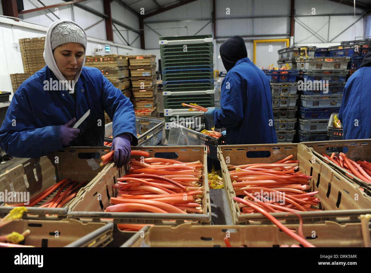 Yorkshire rhubarb triangle hi-res stock photography and images - Alamy