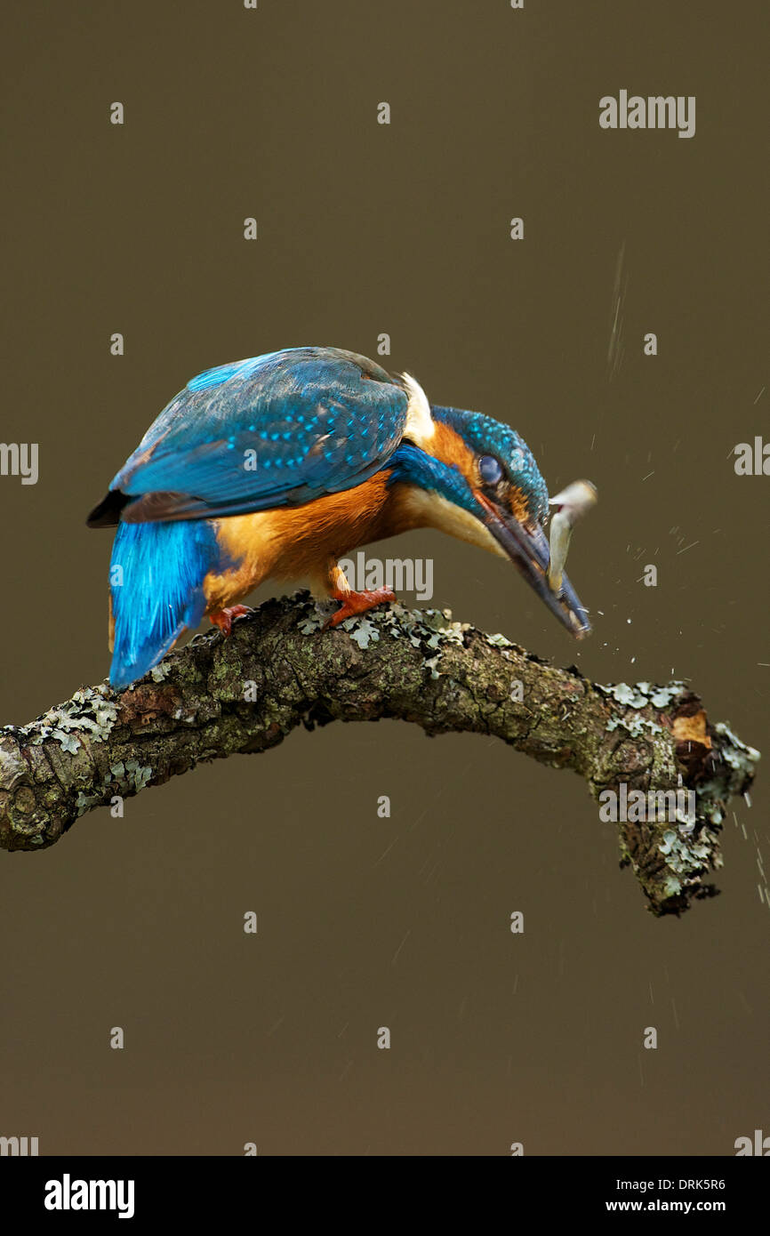 Male adult kingfisher fishing hi-res stock photography and images - Alamy