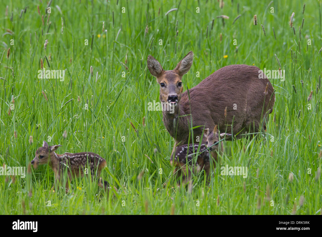 Roe Deer (Capreolus capreolus). Doe with two newborn fawns in grass ...