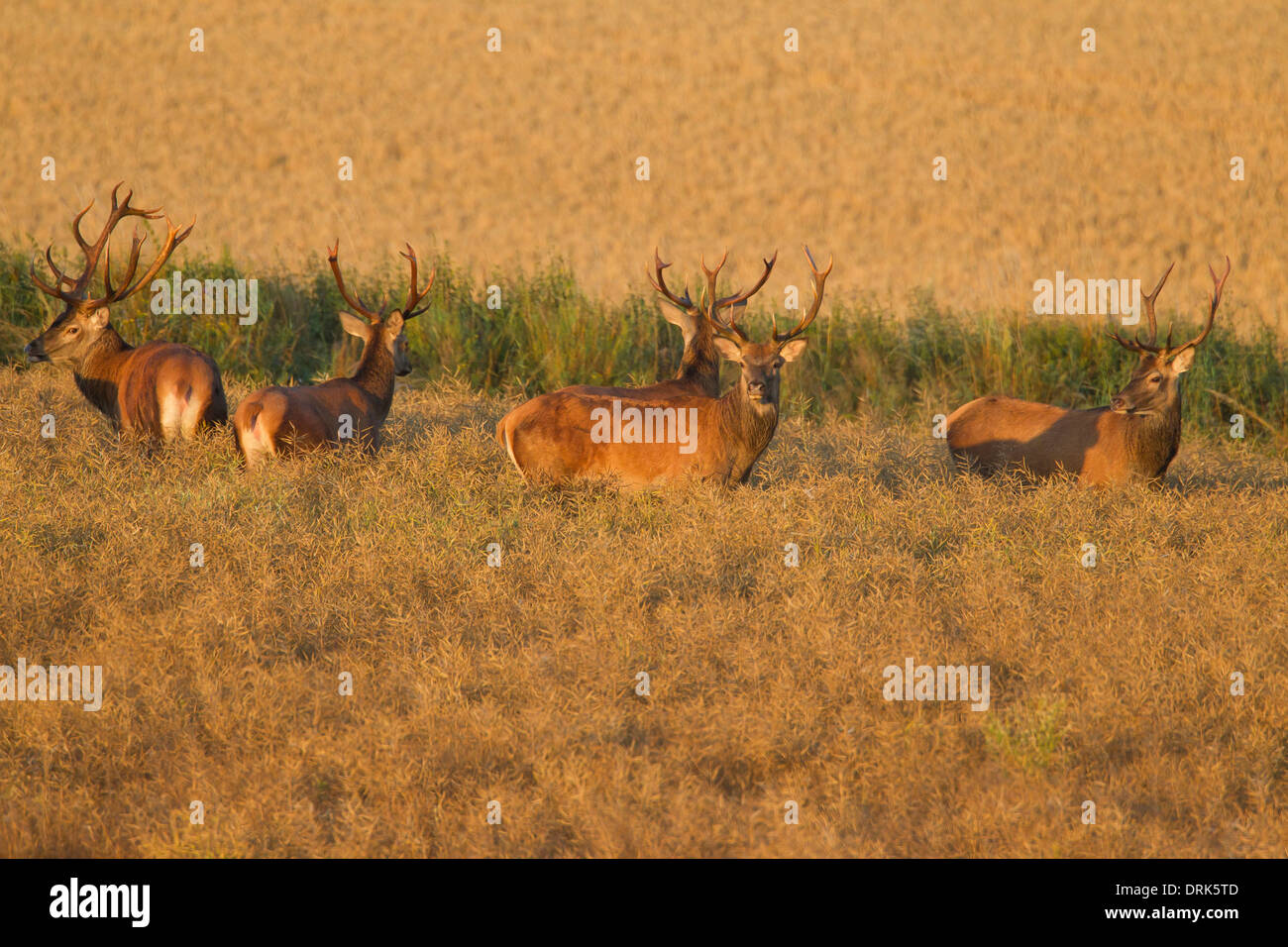 Red Deer (Cervus elaphus). Five stags in a rape field. Scania. Sweden ...