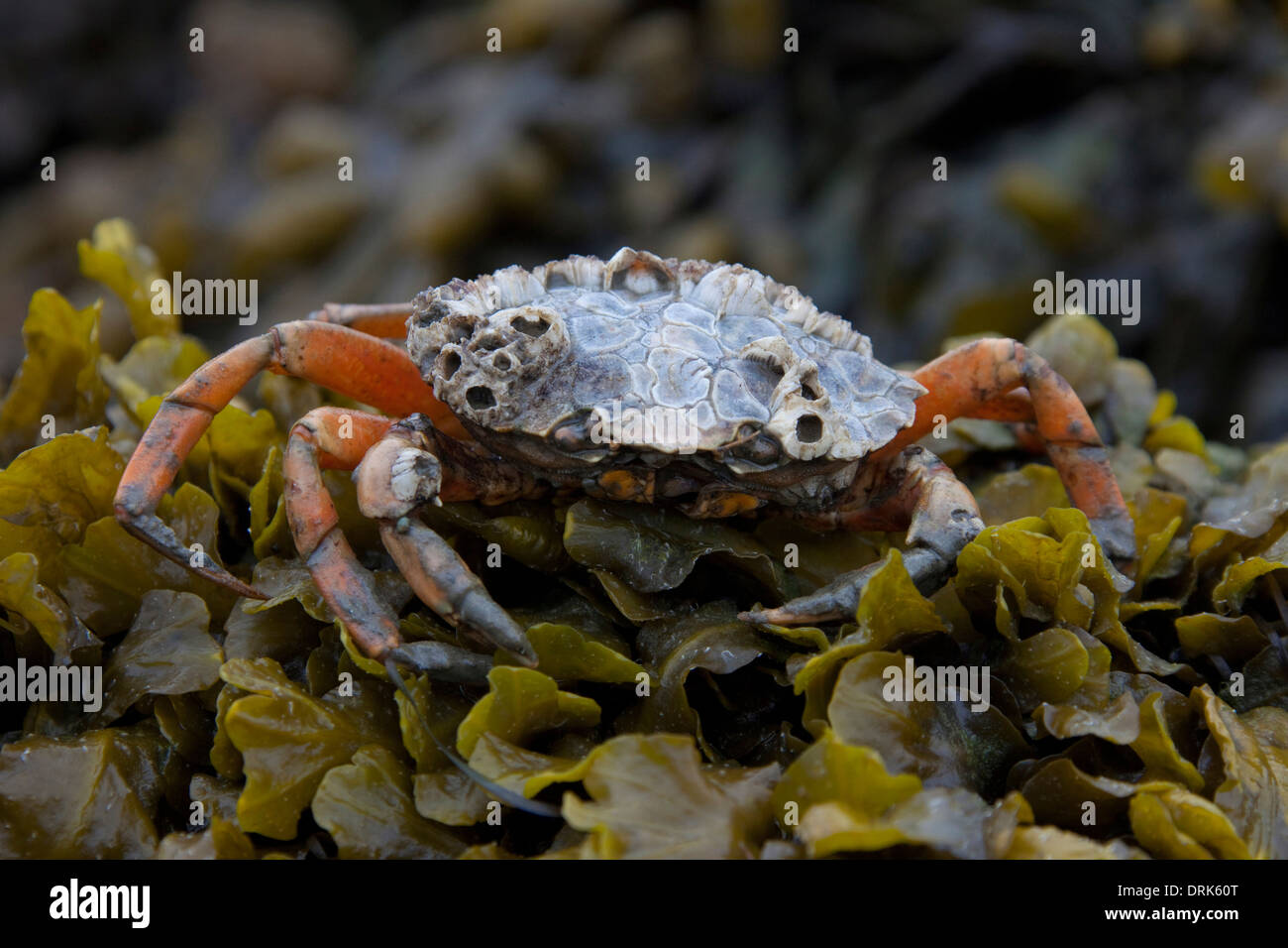 Green Shore Crab, Green Crab, North Atlantic Shore Crab (Carcinus ...