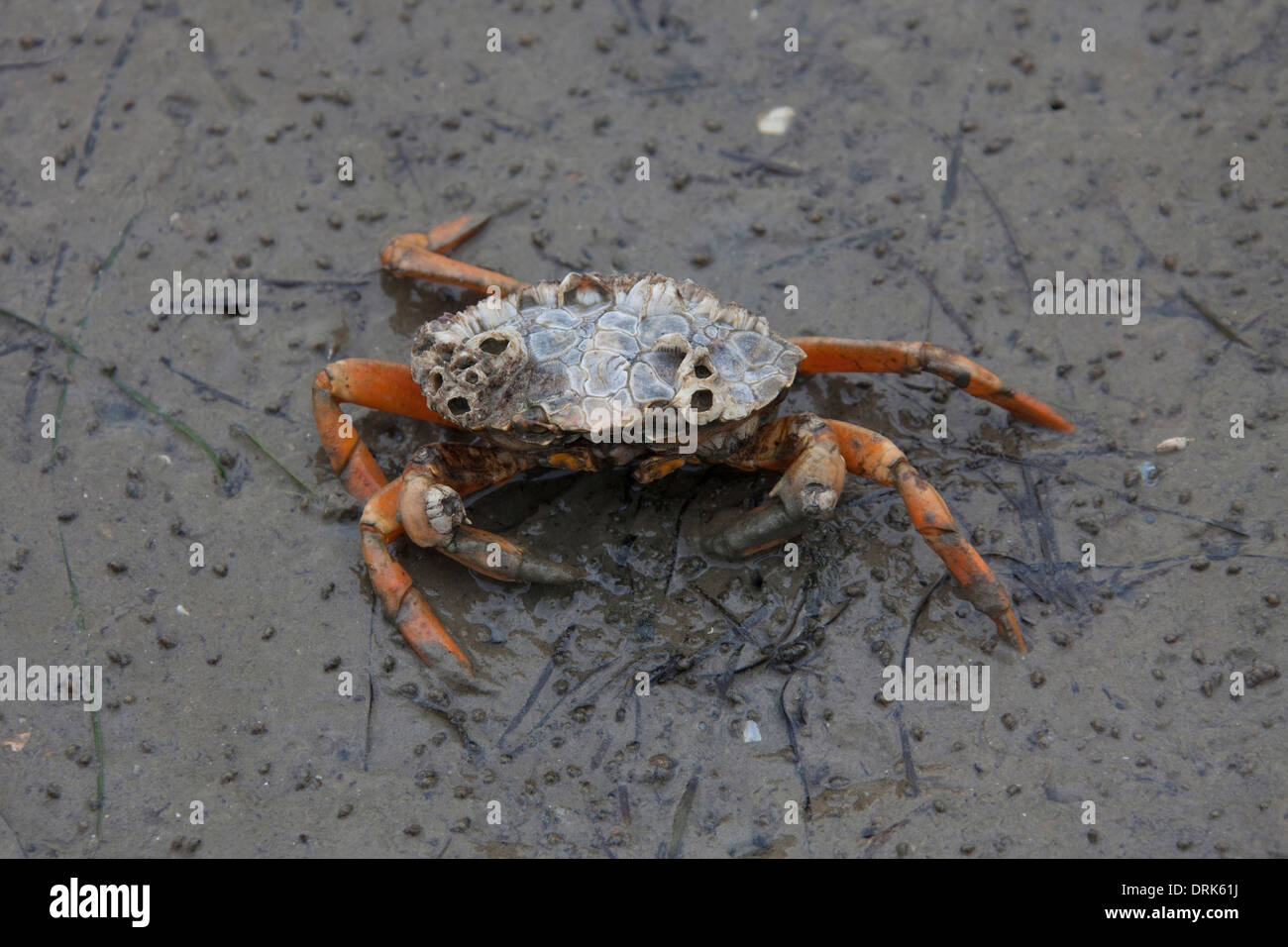 Green Shore Crab, Green Crab, North Atlantic Shore Crab (Carcinus ...