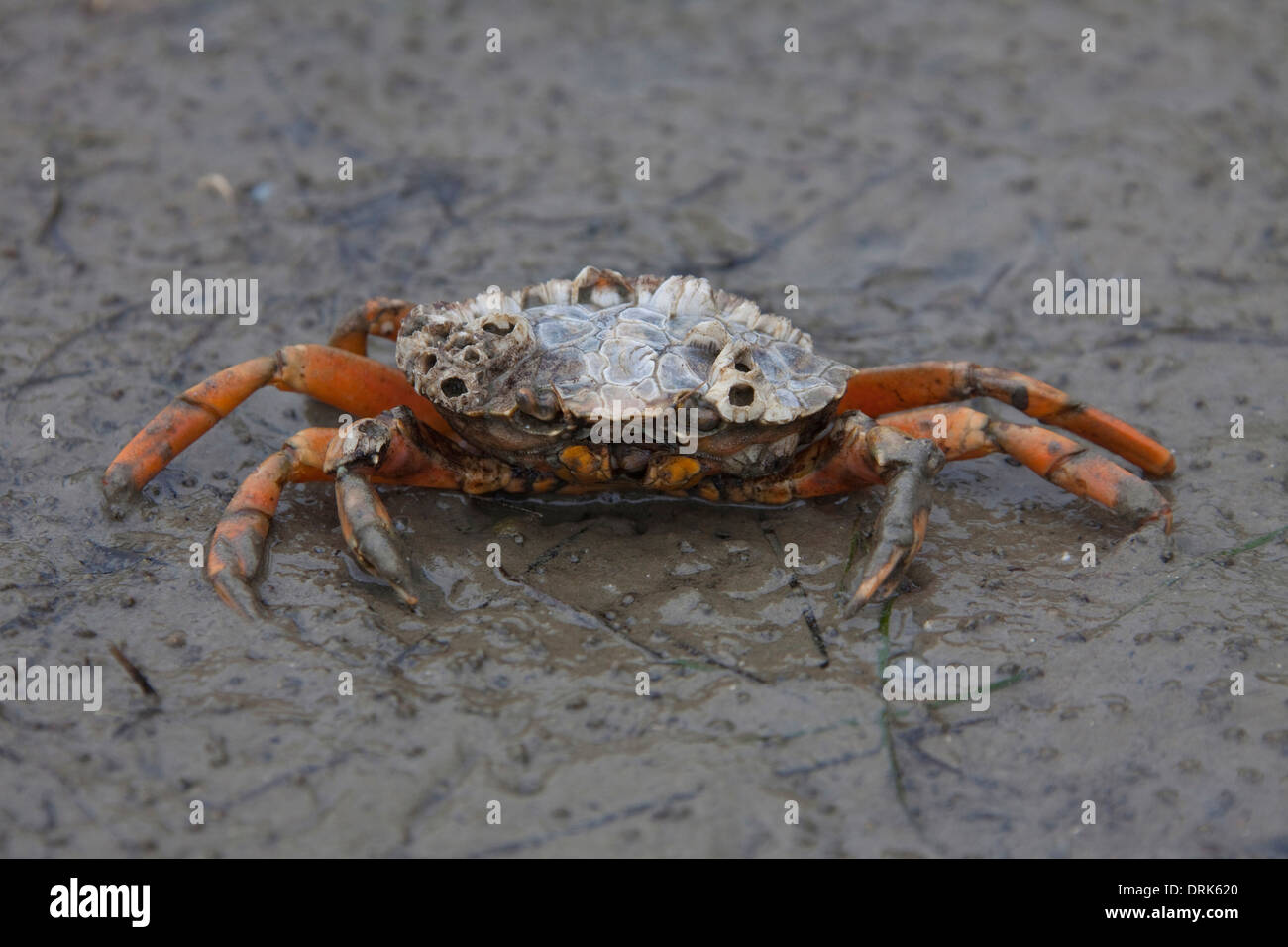 Green Shore Crab, Green Crab, North Atlantic Shore Crab (Carcinus ...