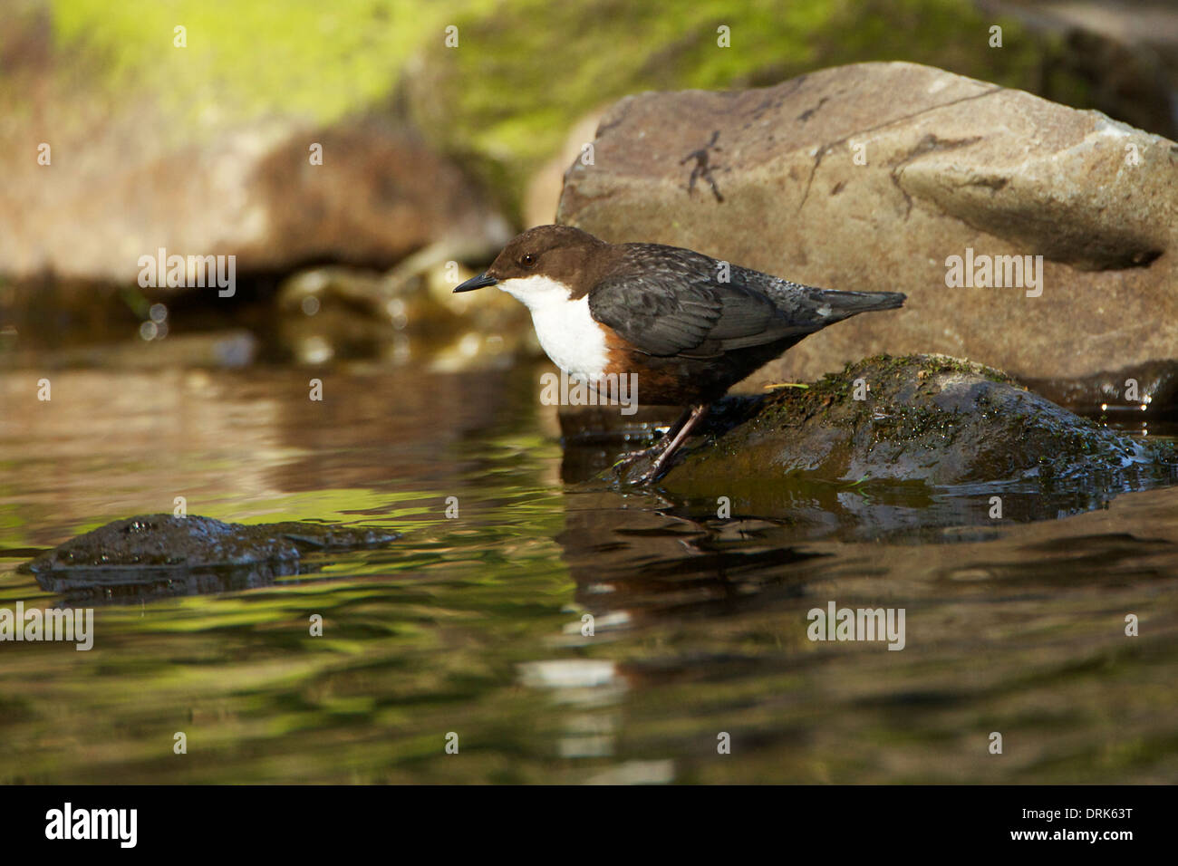 Dipper on rock Stock Photo - Alamy
