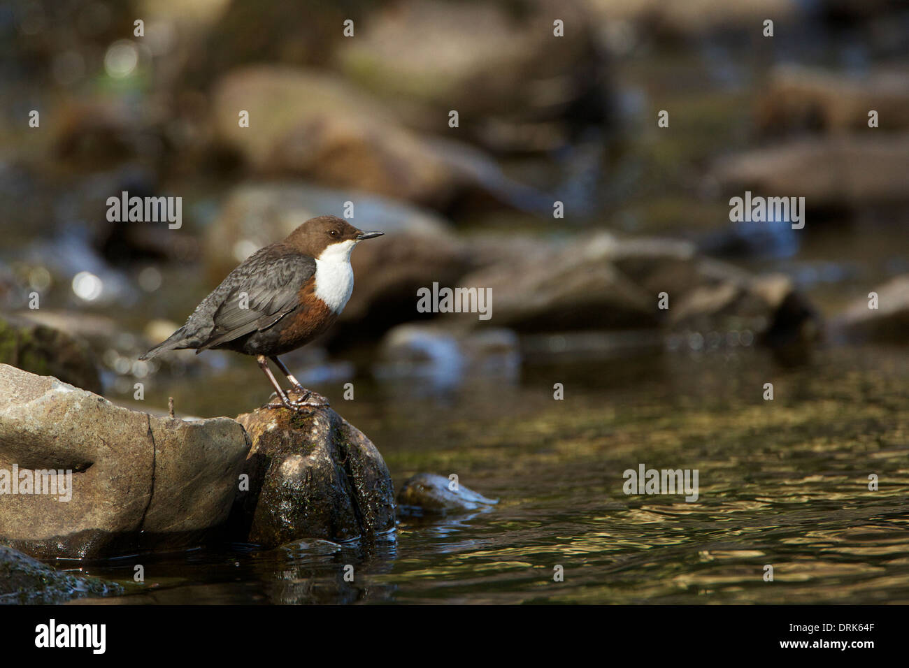 Dipper on rock (2 Stock Photo - Alamy