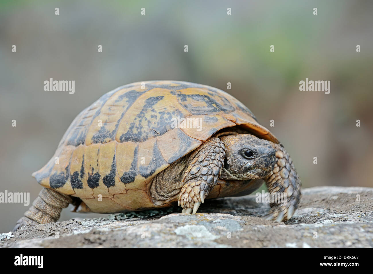 Eastern Hermann’s Tortoise, Boettger’s Tortoise, Greek Tortoise ...