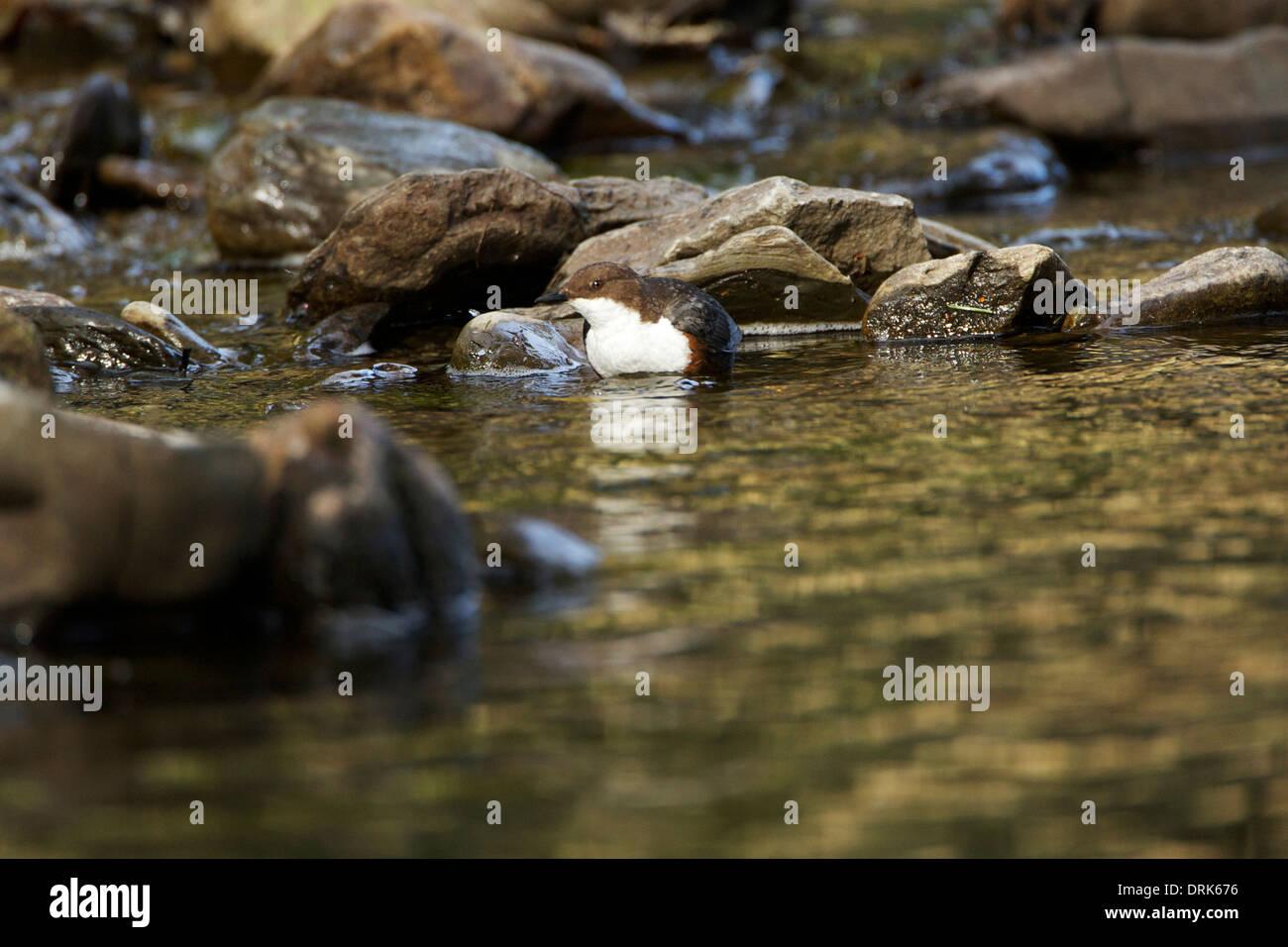 Water dipper hi-res stock photography and images - Alamy