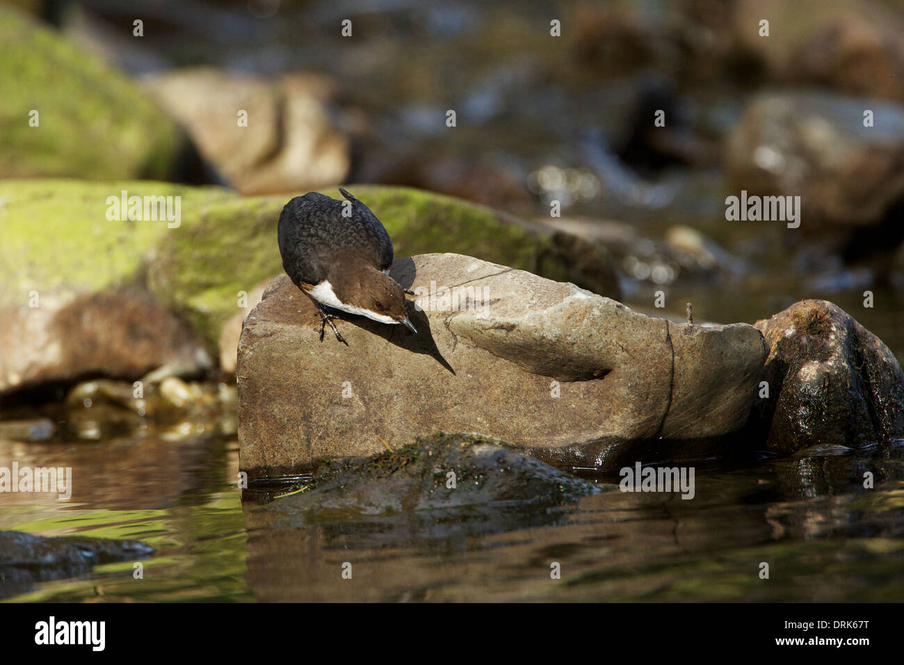 Dipper searching for food ©Jake Stephen Photography Stock Photo - Alamy
