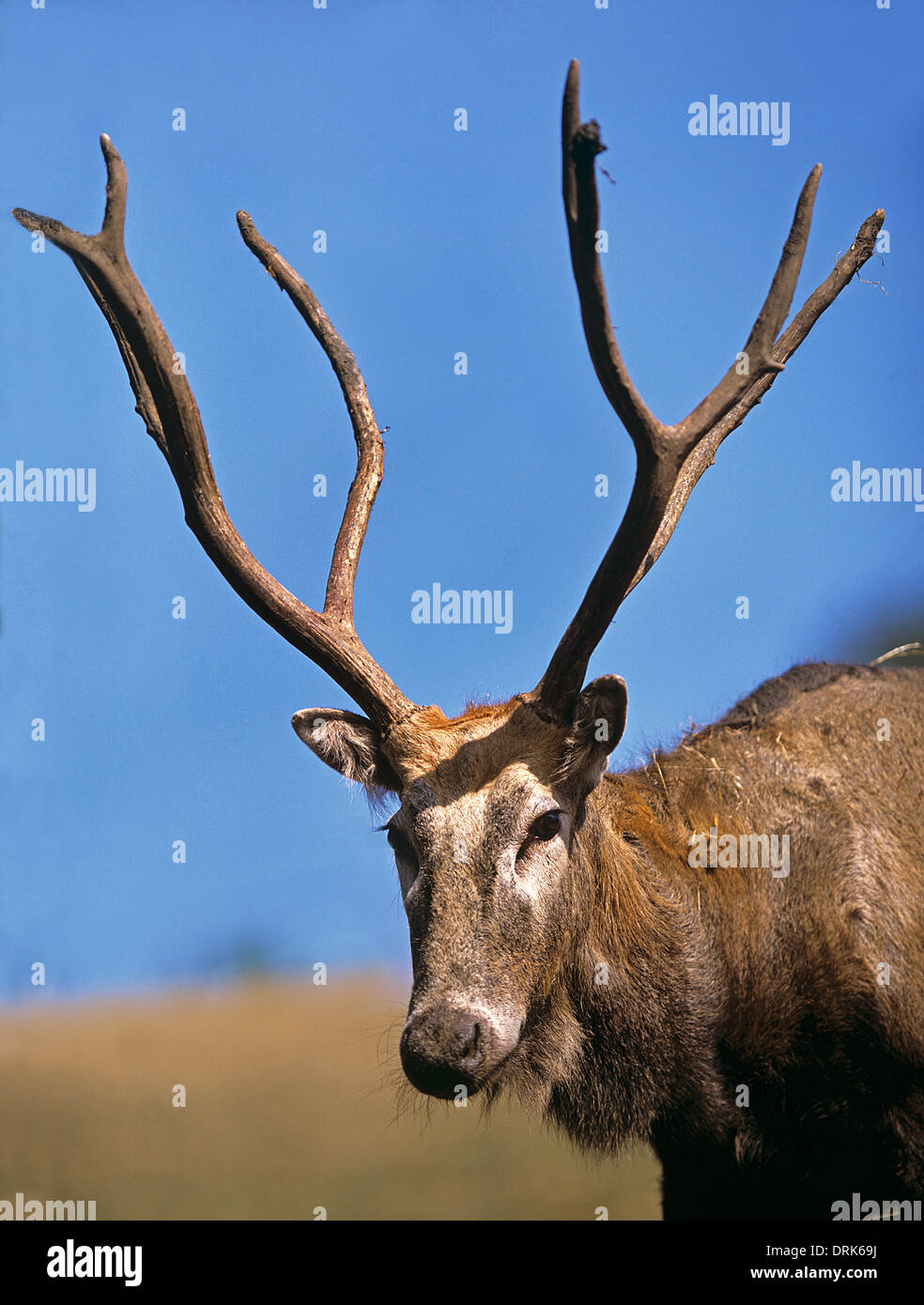 Pere David's Deer (Elaphurus davidianus) Portraet of a stag Stock Photo ...