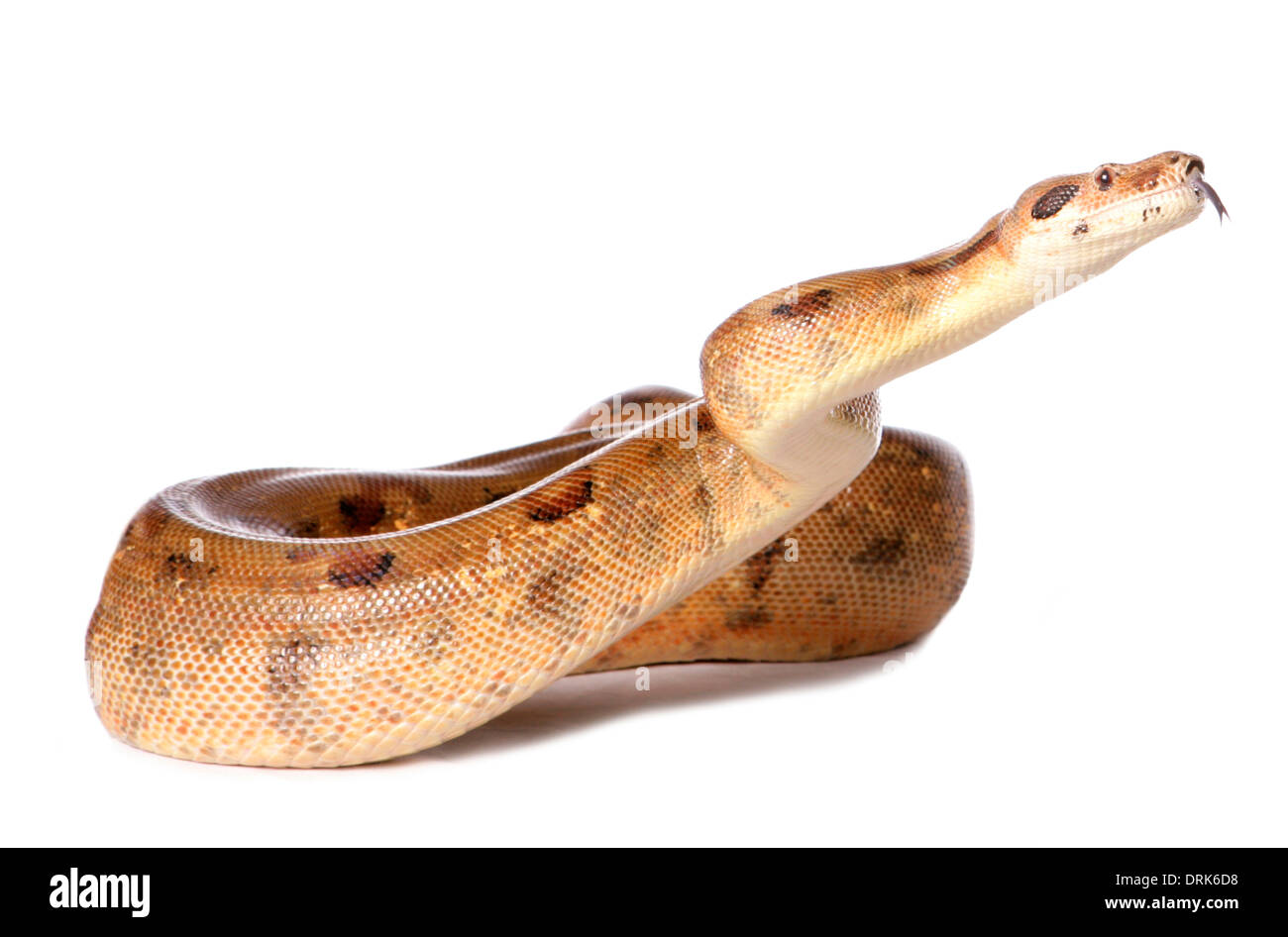 Super salmon Boa constrictor snake in a studio Stock Photo - Alamy