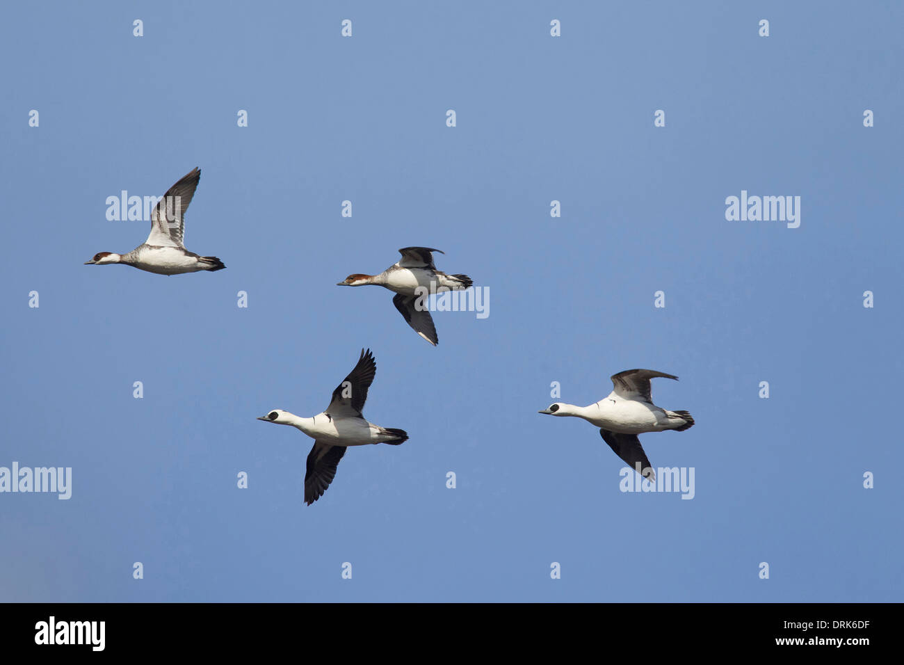 Smew (Mergus albellus). Couple in flight. Germany Stock Photo - Alamy