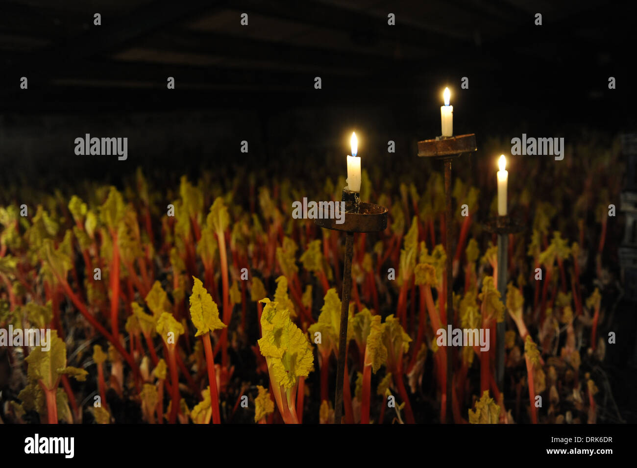 Rhubarb growing in forcing sheds in Wakefield, Yorkshire Stock Photo ...