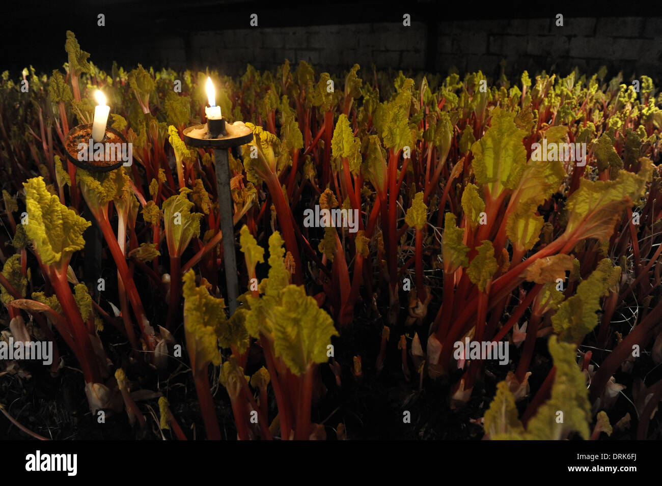 Rhubarb growing in forcing sheds in Wakefield, Yorkshire Stock Photo ...