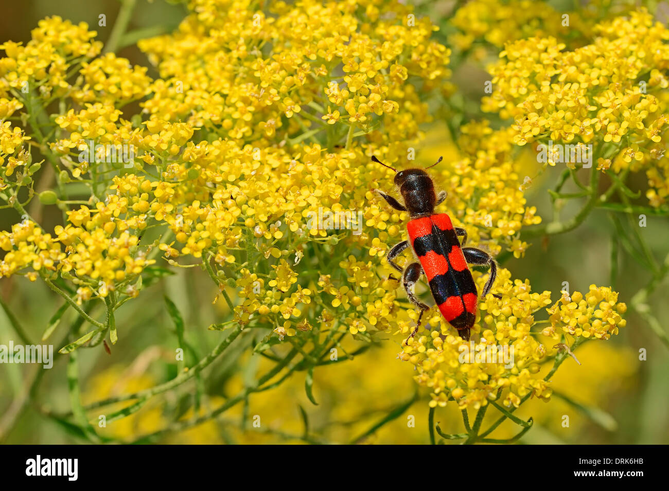 Bee Beetle (Trichodes apiarius), Greece, Europe Stock Photo - Alamy