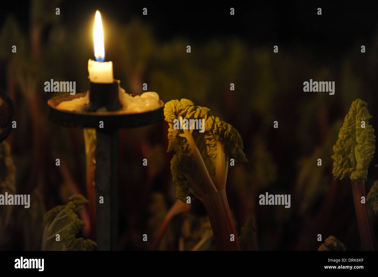 Rhubarb growing in forcing sheds in Wakefield, Yorkshire Stock Photo ...