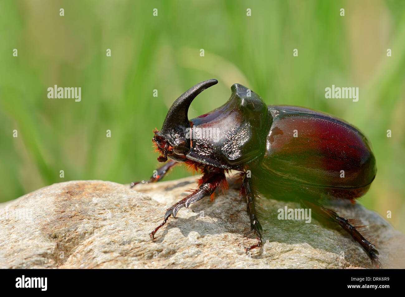 Rhinoceros Beetle (Oryctes nasicornis), male, Greece, Europe Stock ...