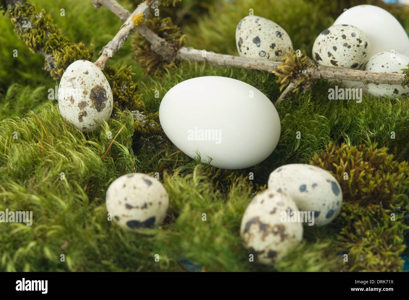 Goose eggs and quail eggs on moss Stock Photo - Alamy