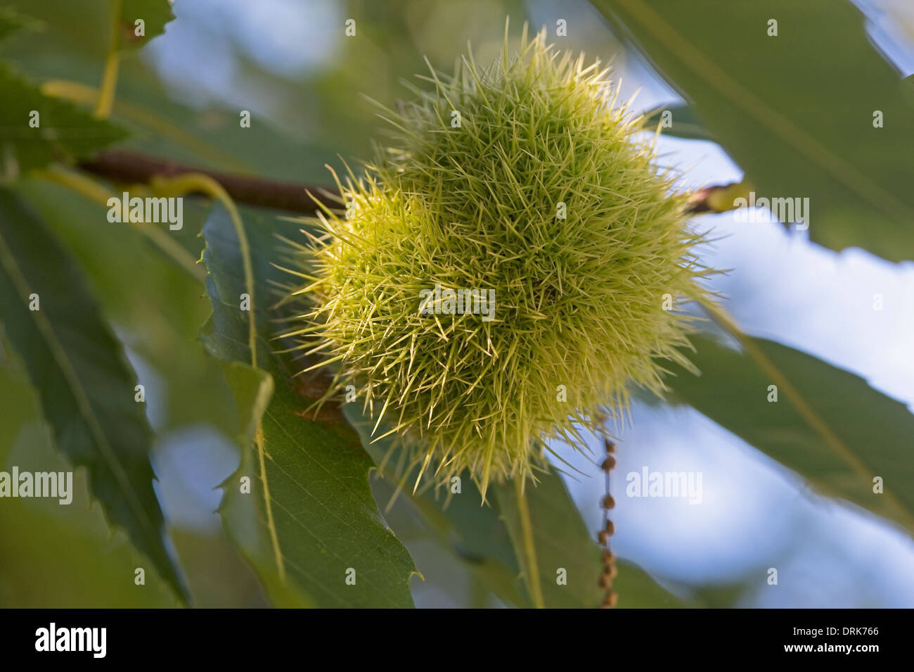 Chestnut at tree hi-res stock photography and images - Alamy