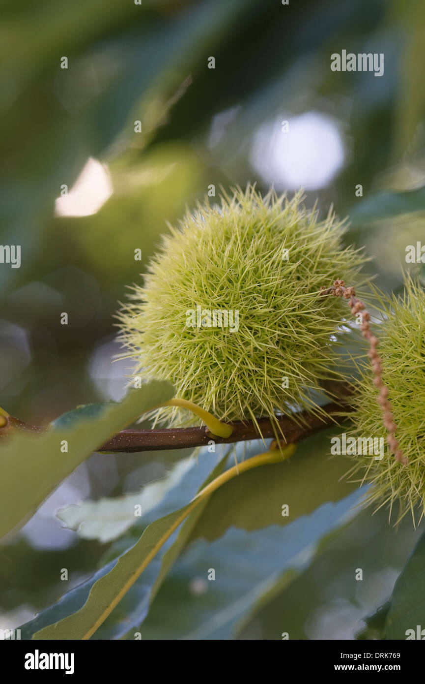 Chestnut at tree hi-res stock photography and images - Alamy