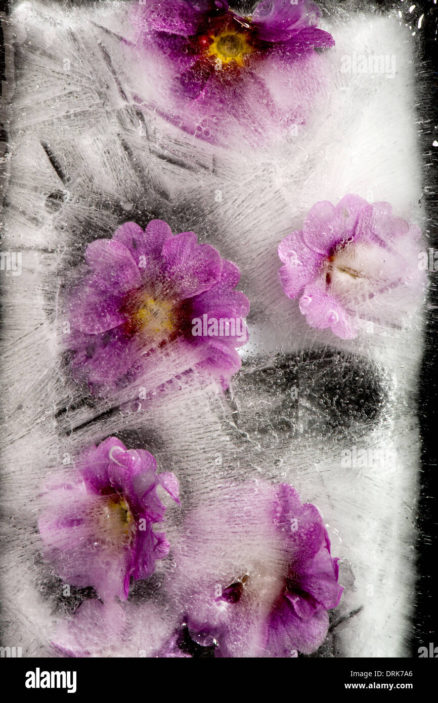 Pink flowers in ice block Stock Photo - Alamy
