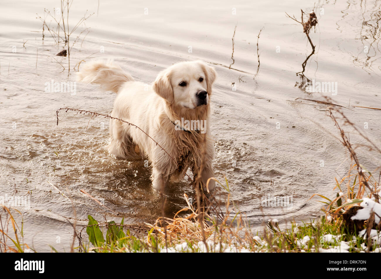 Dog in water Stock Photo - Alamy