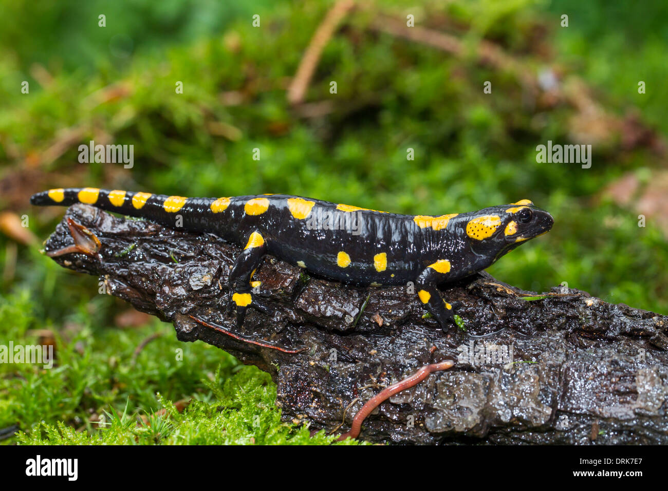 Fire salamander Salamandra salamandra Feuersalamander Stock Photo - Alamy