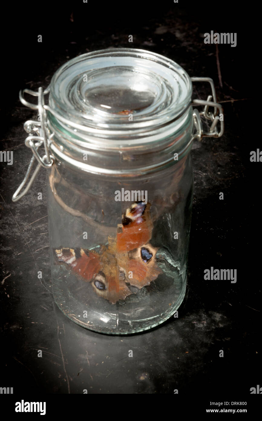 Butterfly in glass hi-res stock photography and images - Alamy