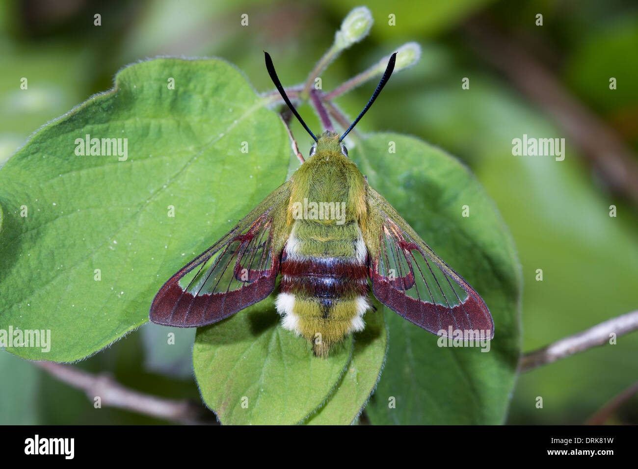 Hemaris fuciformis Broad-bordered Bee Hawk-moth Hummelschwaermer Stock ...