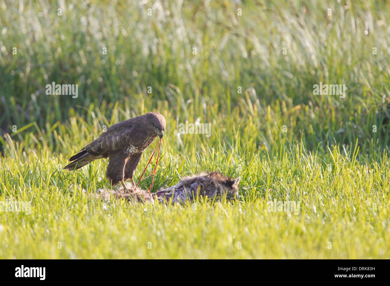 Bussard landung hi-res stock photography and images - Alamy