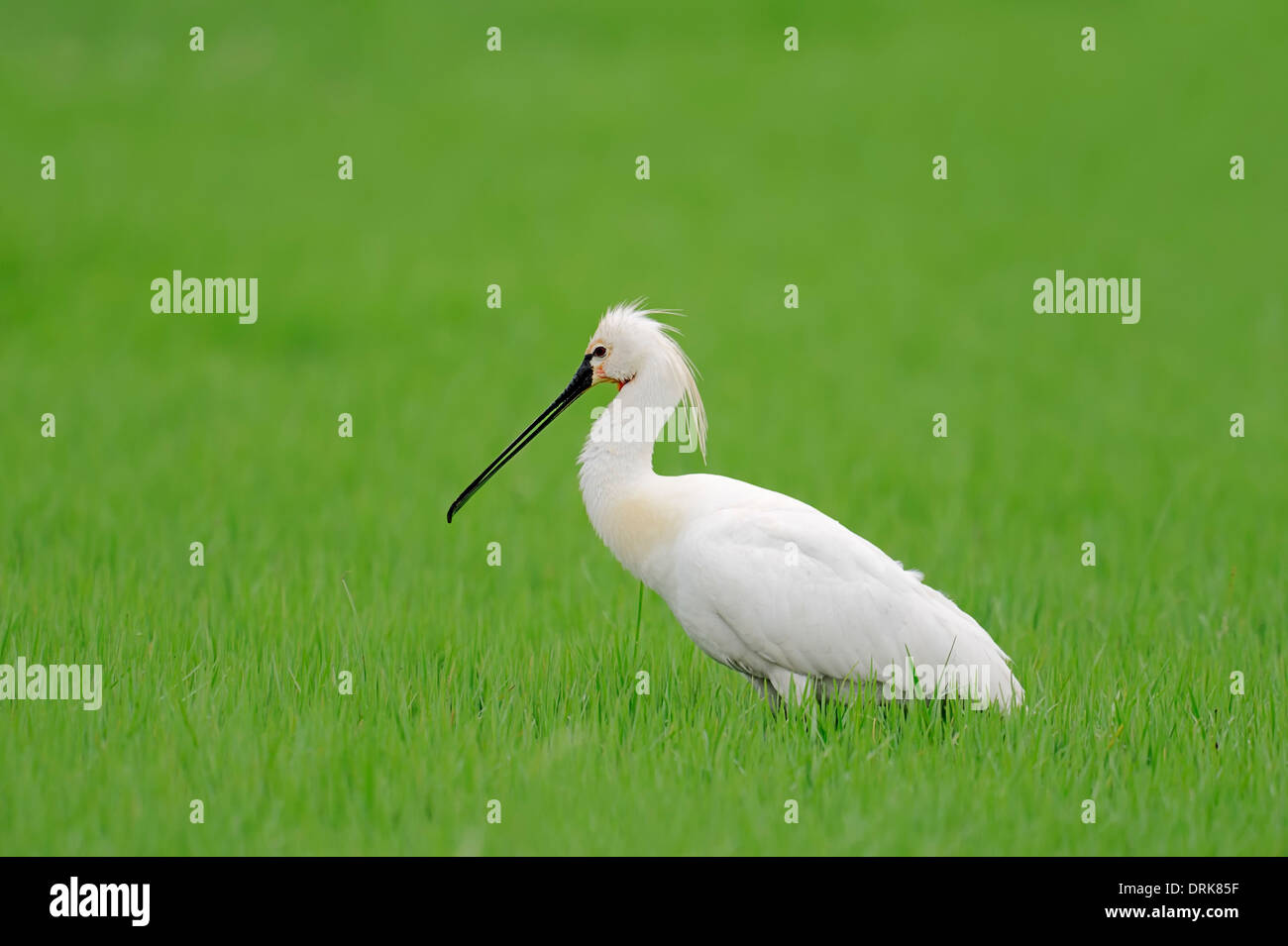Platalea leucorodia hi-res stock photography and images - Alamy