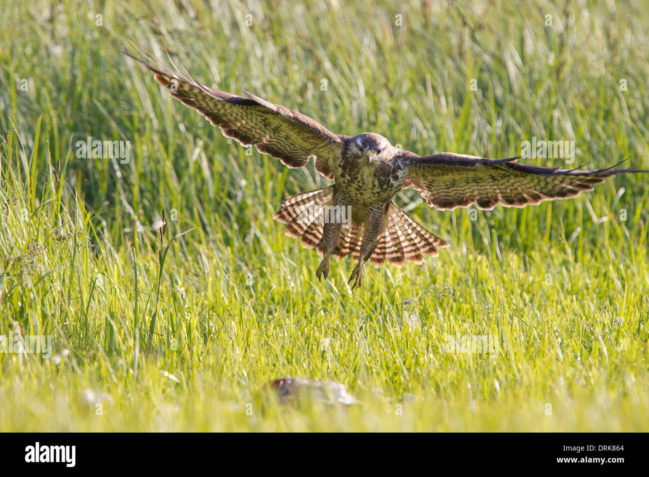 Bussard landung hi-res stock photography and images - Alamy