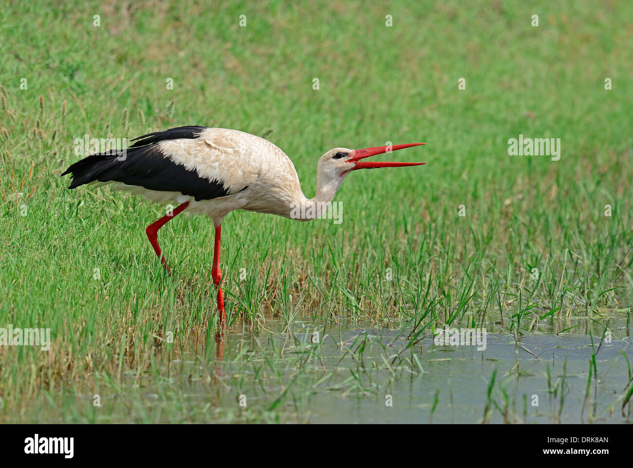 Stork drinking hi-res stock photography and images - Alamy