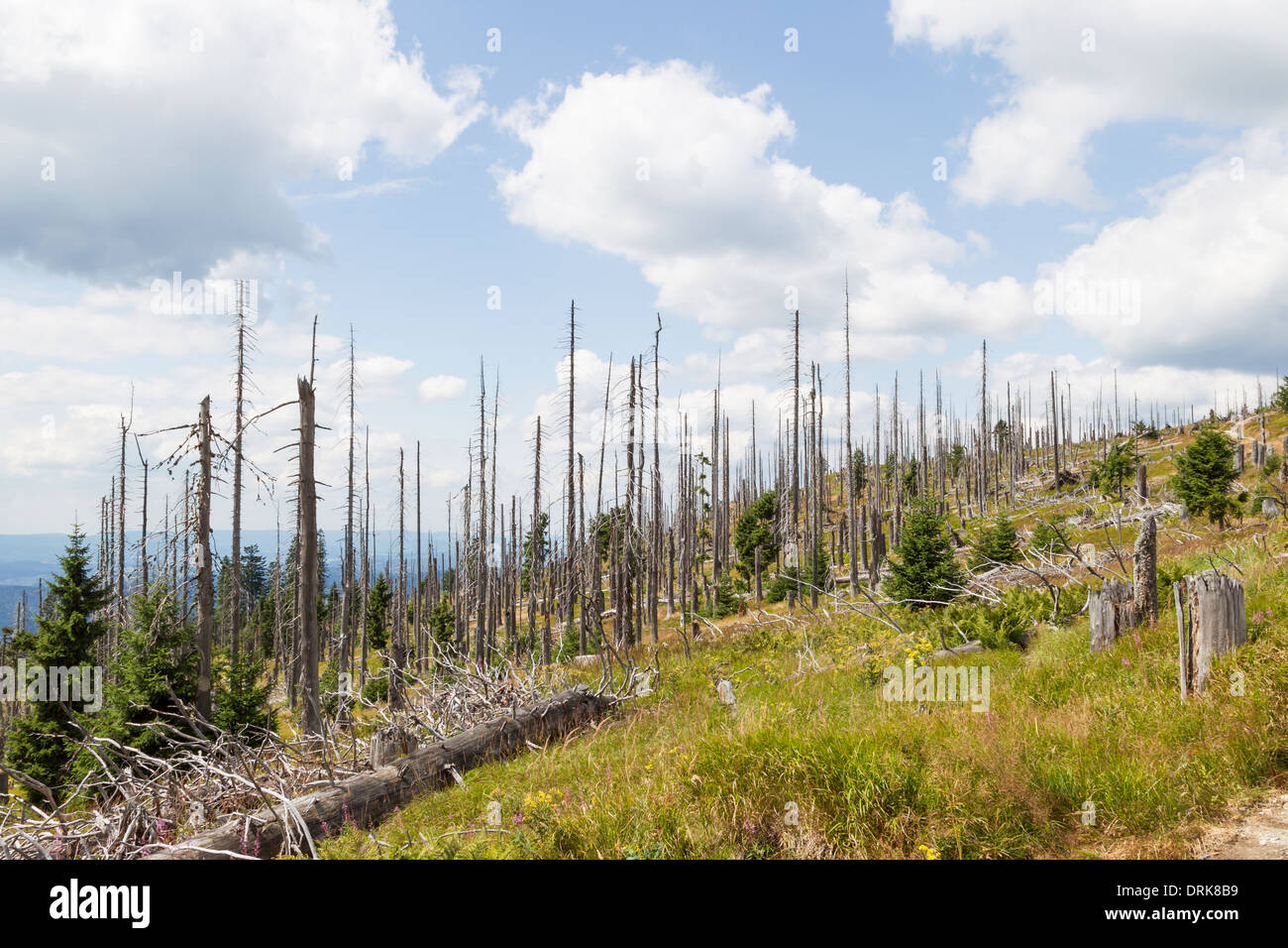 dead forest trees deadwood deforestation die death Stock Photo - Alamy