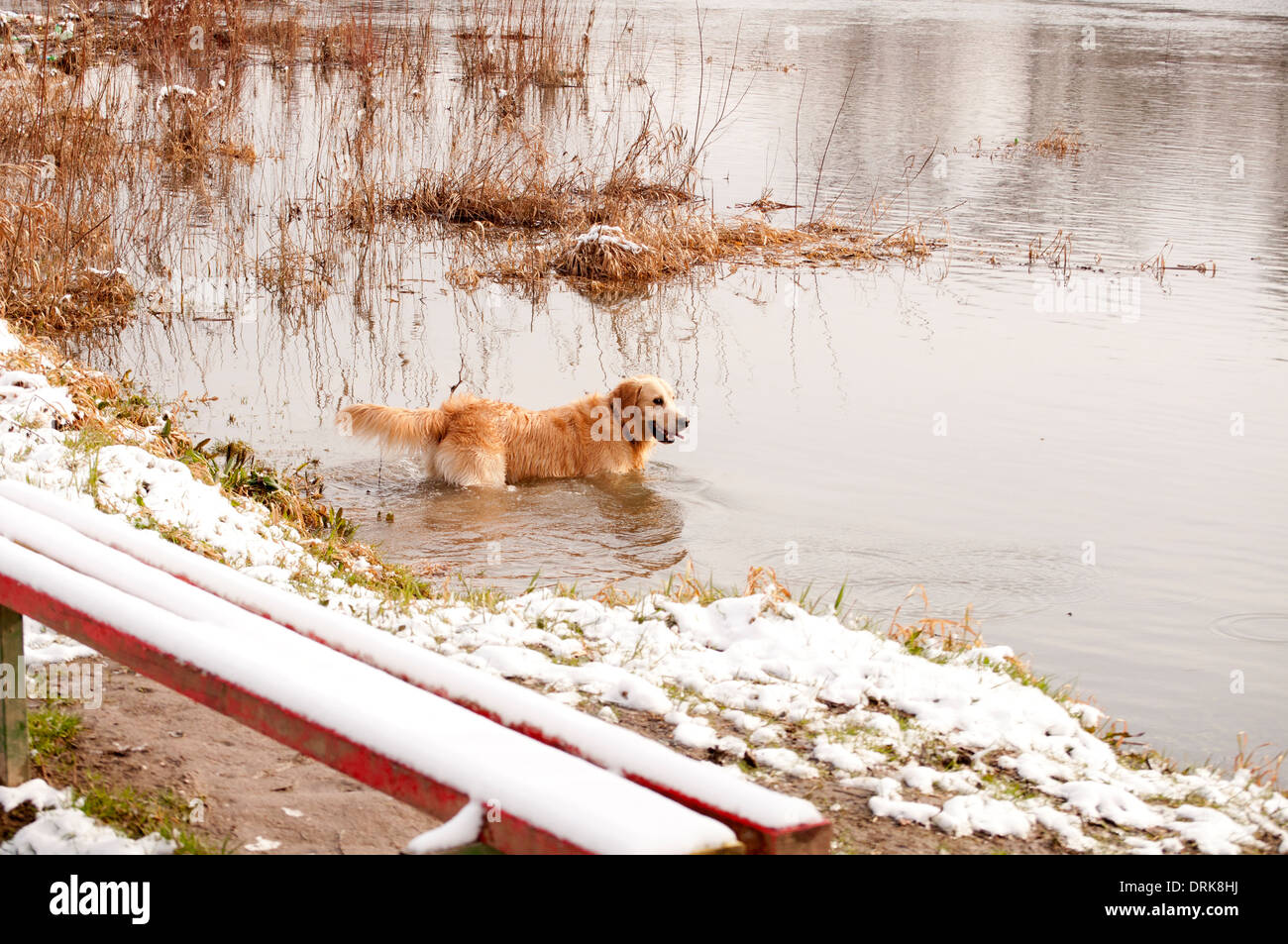 Dog in water Stock Photo - Alamy