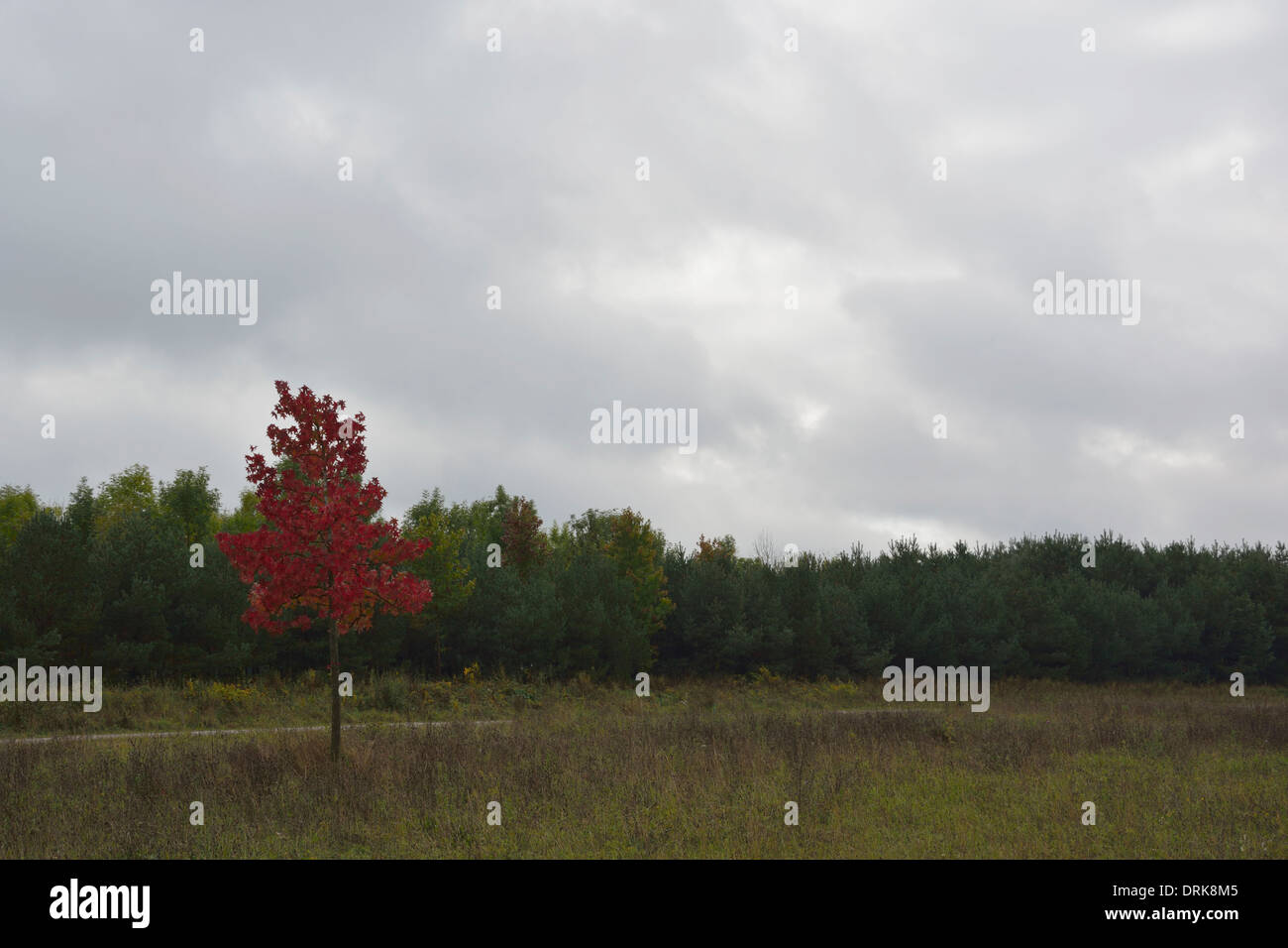 Crowd of leaves hi-res stock photography and images - Alamy