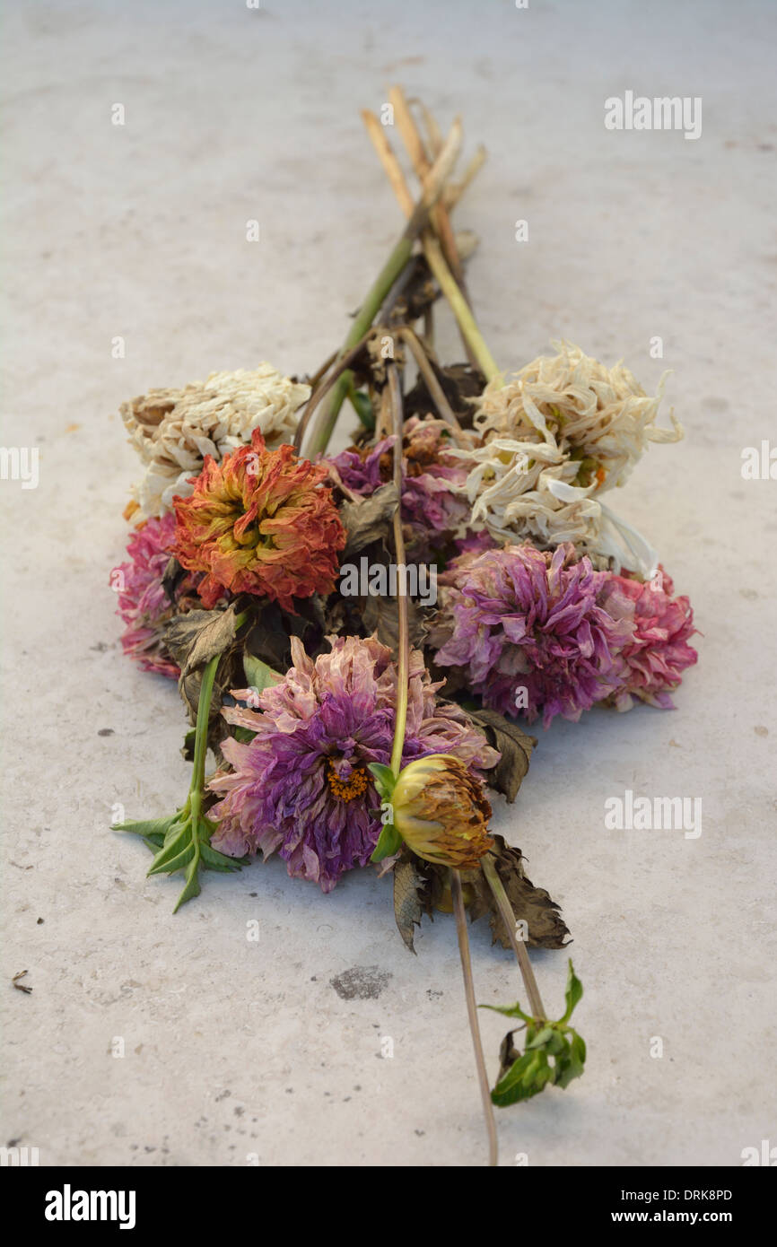 Dahlia grey hi-res stock photography and images - Alamy