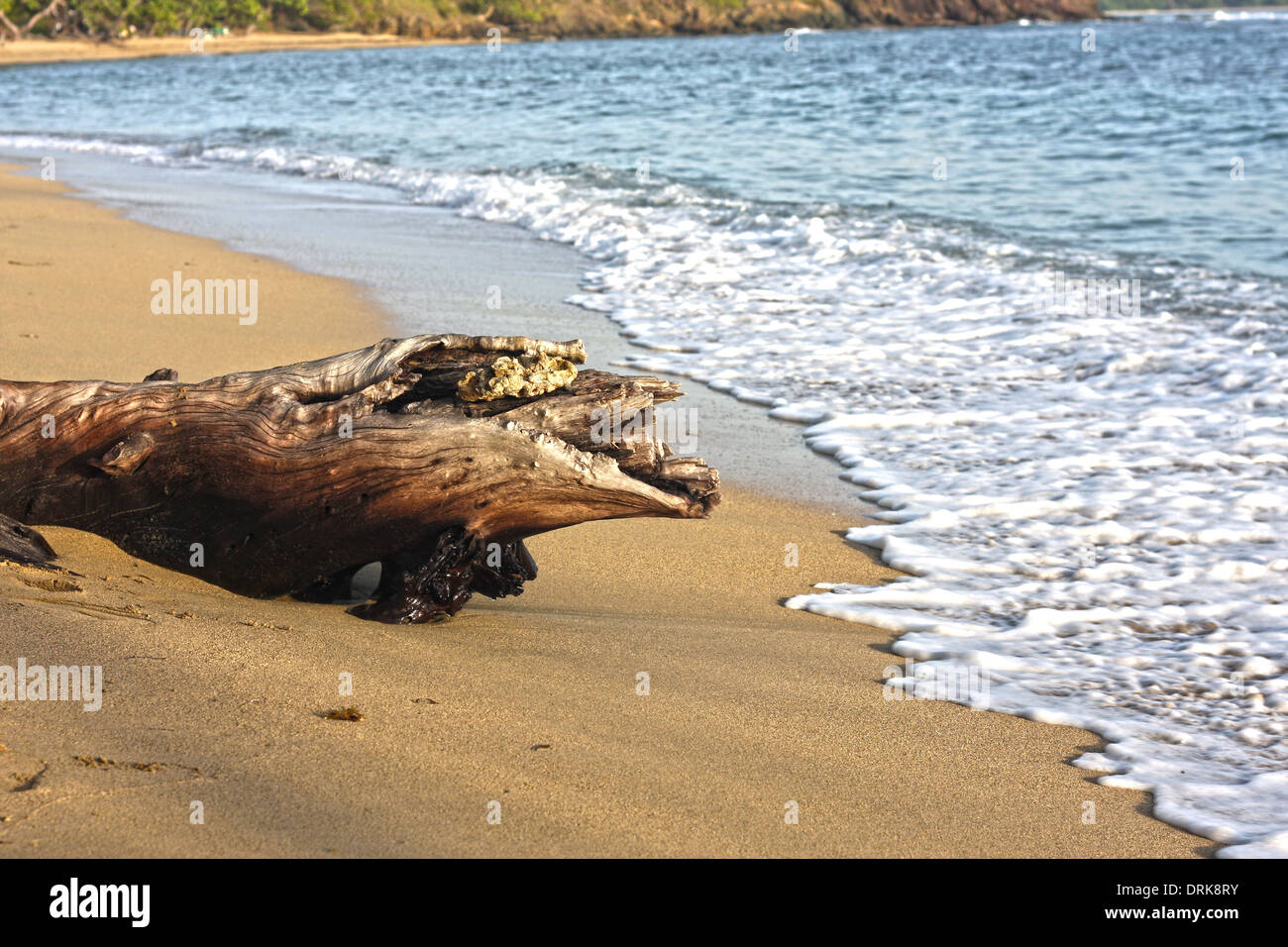 Fallen tree on the beach in Puerto Plata, Dominican Republic Stock ...